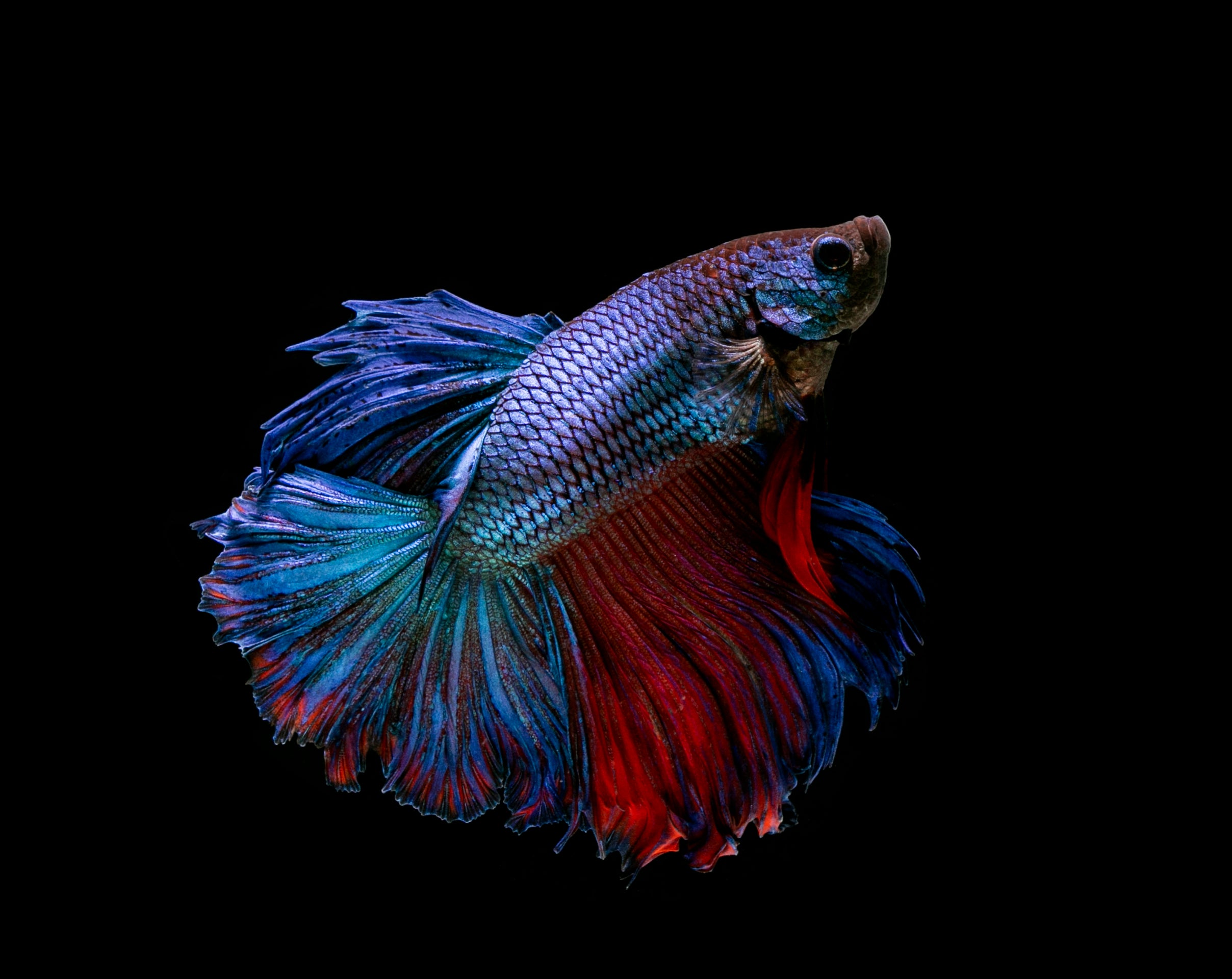 Sirena Aquatics