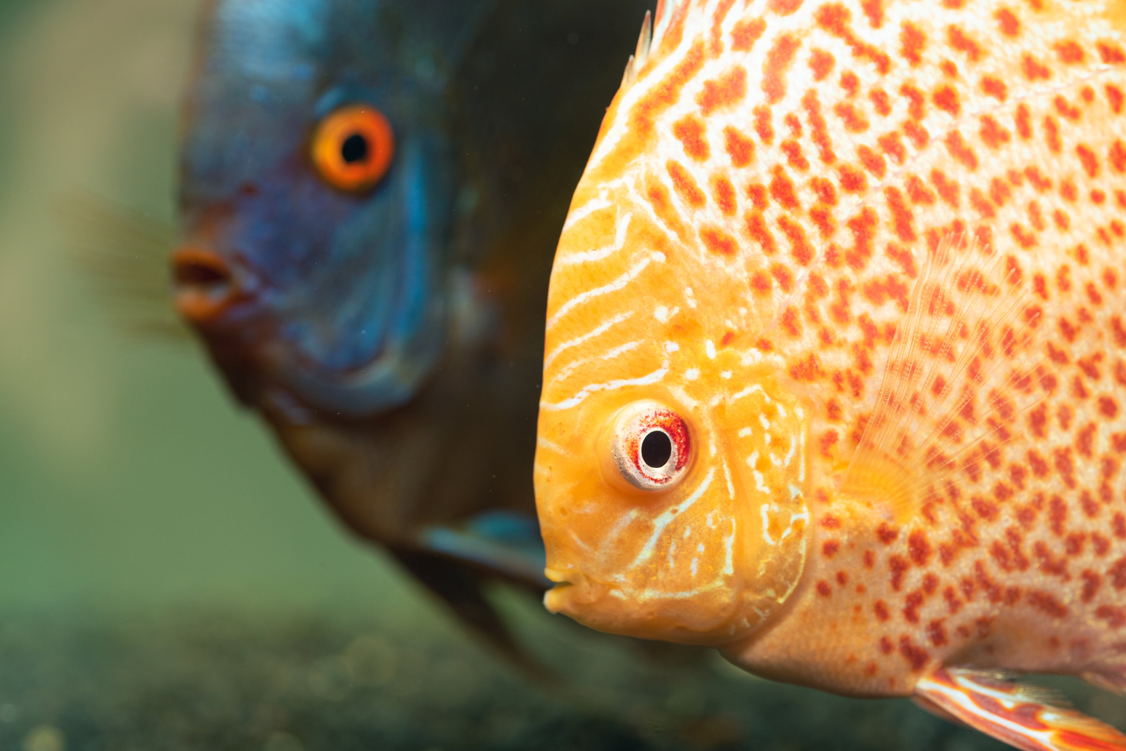 Sirena Aquatics